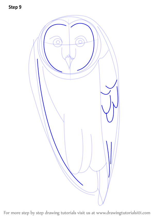 How to Draw an Australian Masked Owl (Birds) Step by Step ...