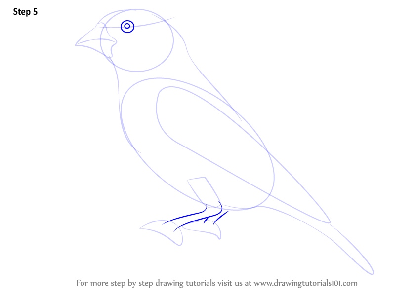 How to Draw a Greenfinch (Birds) Step by Step | DrawingTutorials101.com