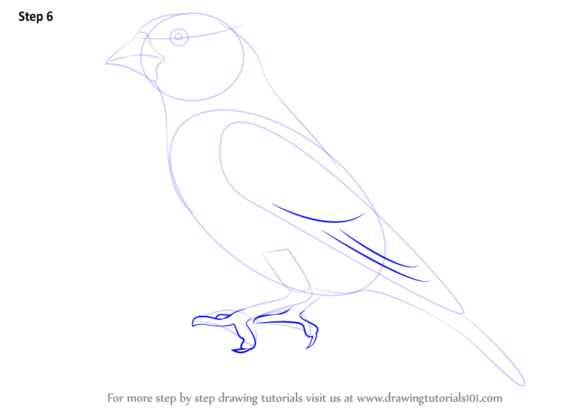 How to Draw a Greenfinch (Birds) Step by Step | DrawingTutorials101.com