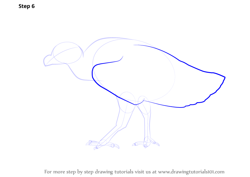 How to Draw a Vulture (Birds) Step by Step | DrawingTutorials101.com