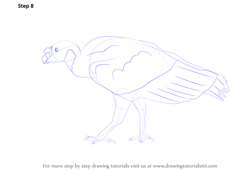 How to Draw a Vulture (Birds) Step by Step | DrawingTutorials101.com